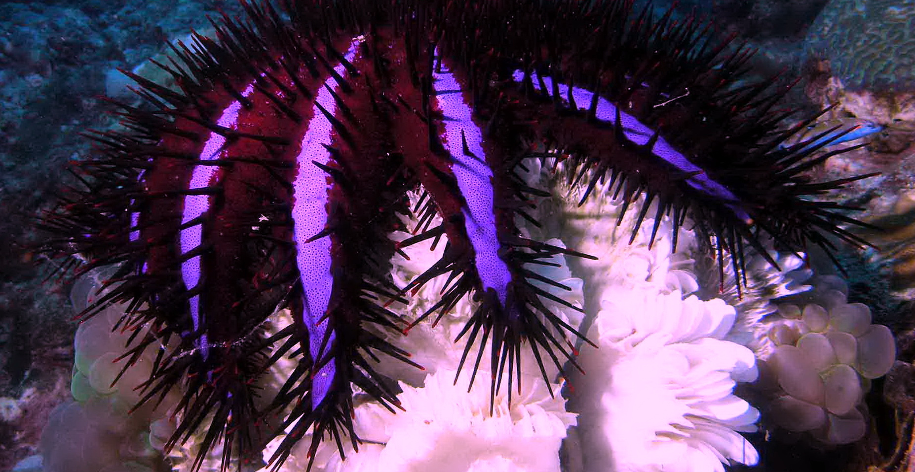 Crown-of-thorns Starfish: Invasion of the Death Stars - Diveinside News