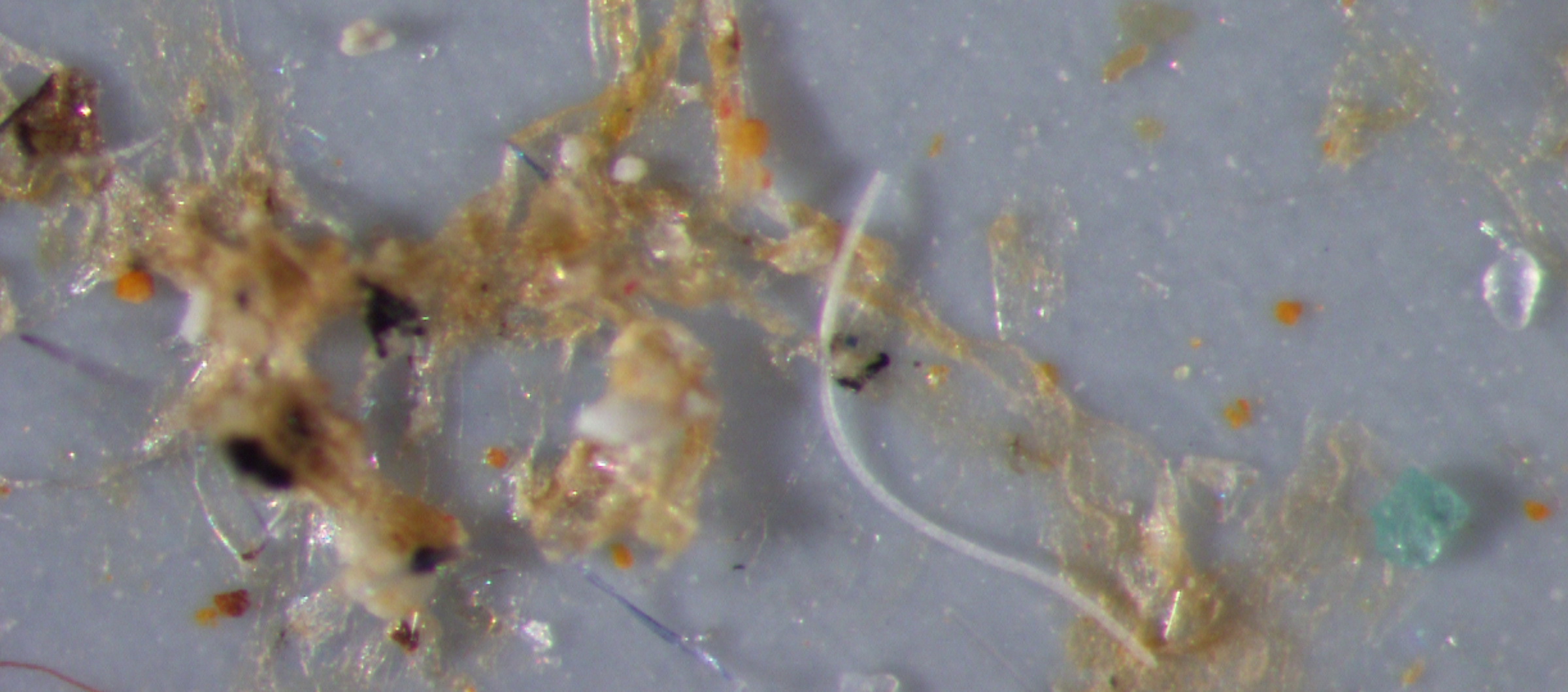 Microplastics found in fish stocks from North and Baltic Seas ...