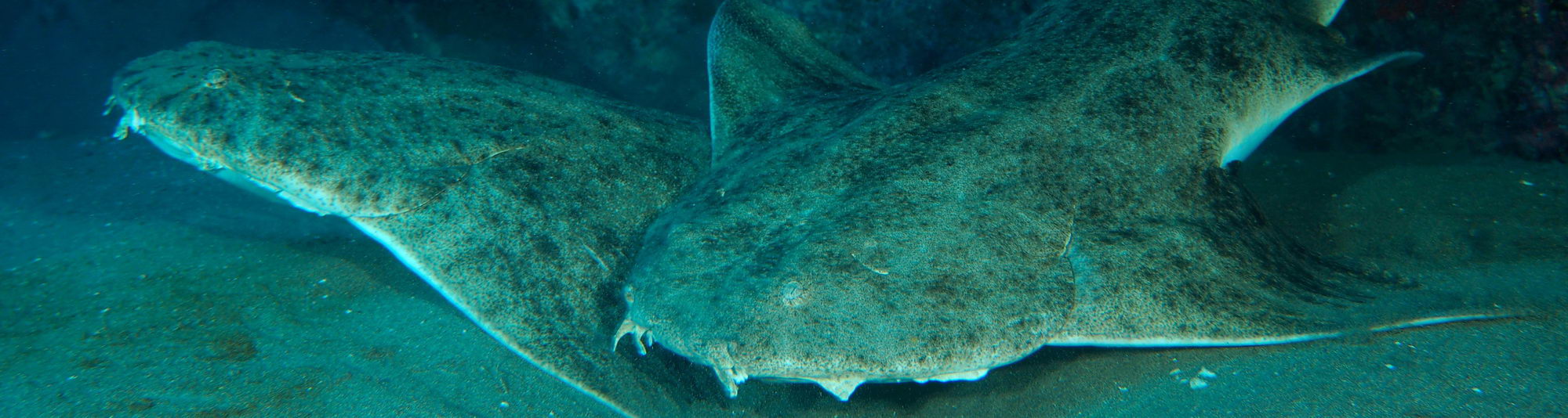 Eine spannende Begegnung: Die Paarung von Engelhaien - Diveinside News