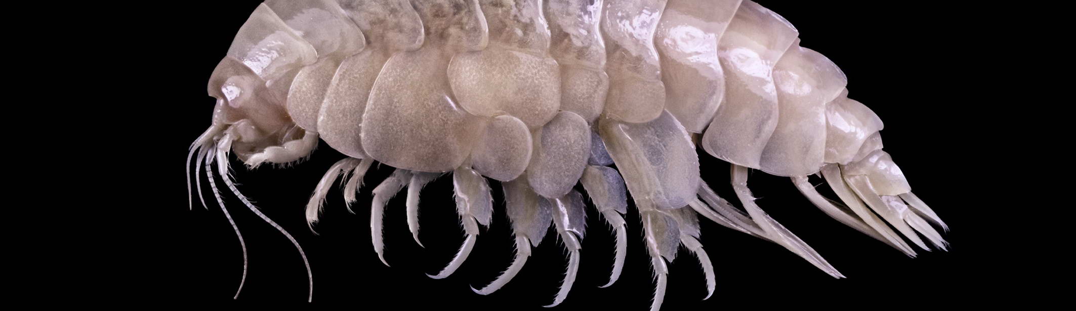 Microplastics discovered in new deep sea species - Diveinside News