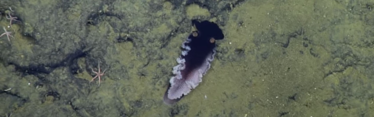 Deep Sea: Five new species of sea slugs discovered - Diveinside News