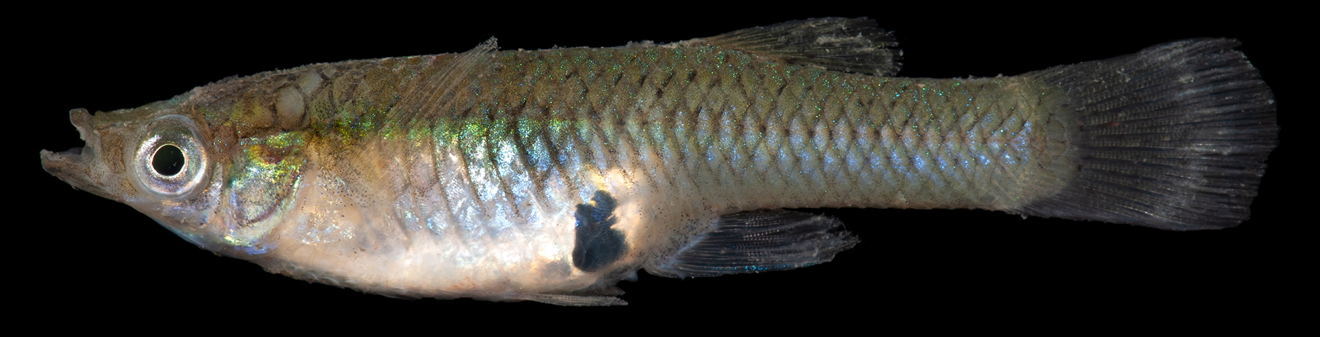 Mosquitofish use their intelligence for mating success - Diveinside News