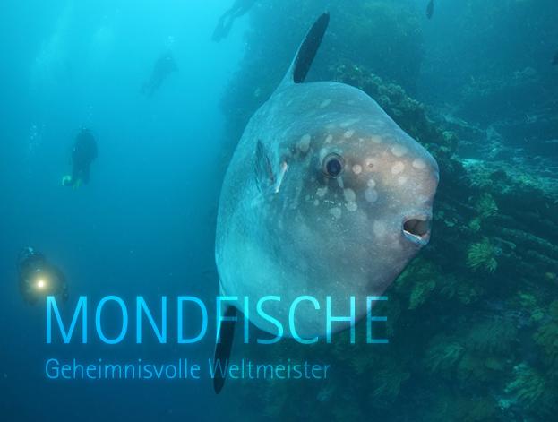 Mondfische. Geheimnisvolle Weltmeister - Diveinside Biologie