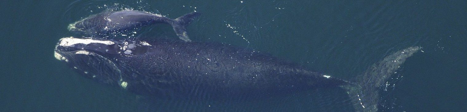 Tug of war over better protection for whales - Diveinside News