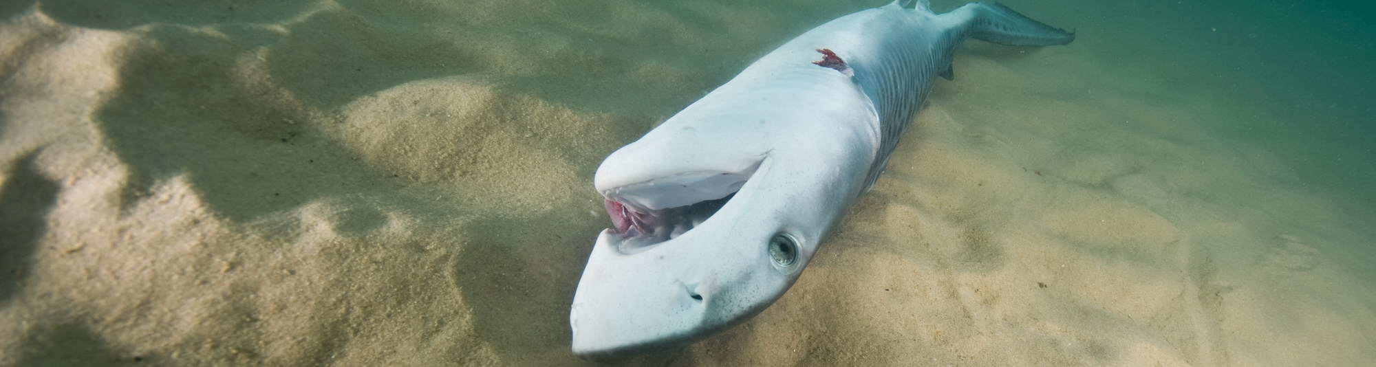 Bürgerinitiative Stop Finning - Stop the Trade - Diveinside News