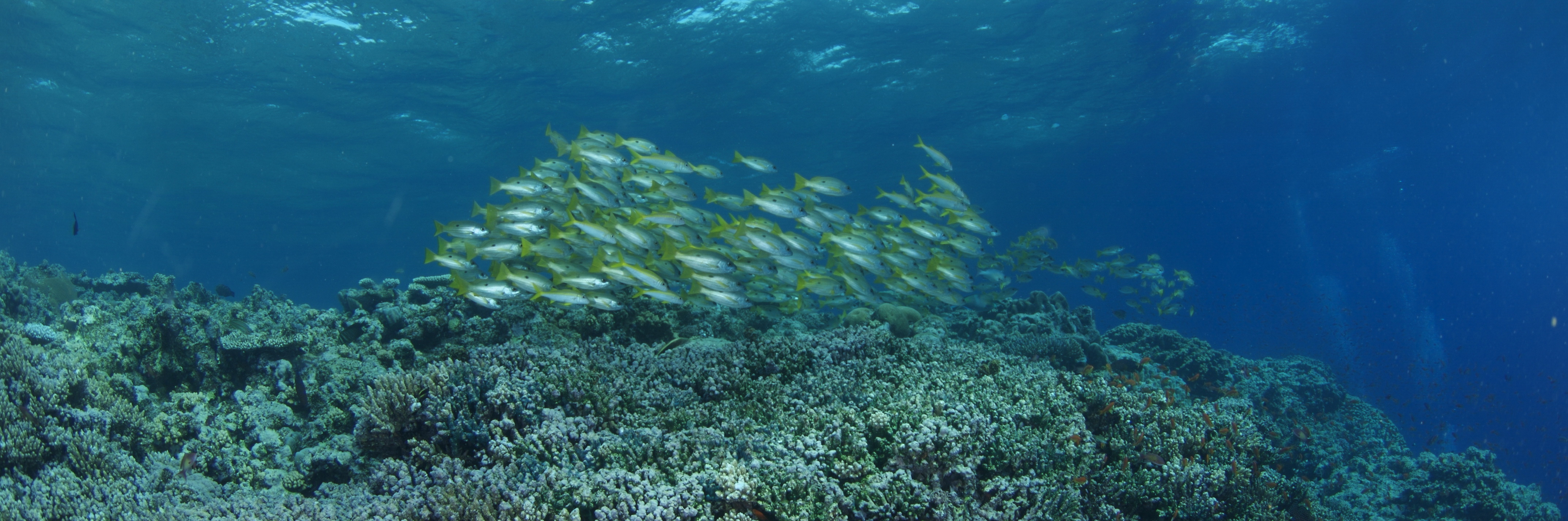 DAN - Uli Mößlang Research Fund unterstützt medizinische ...