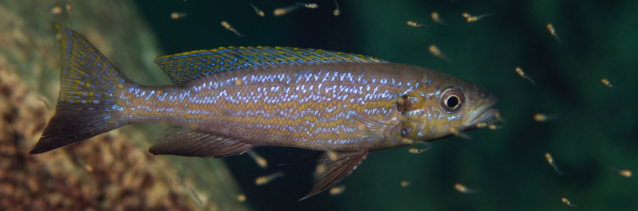 The crooked fish head: How genes and behavior solve the mystery of ...