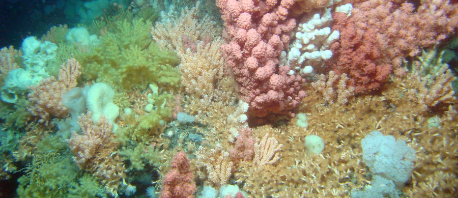 How does seawater density affect cold-water coral reefs along European ...