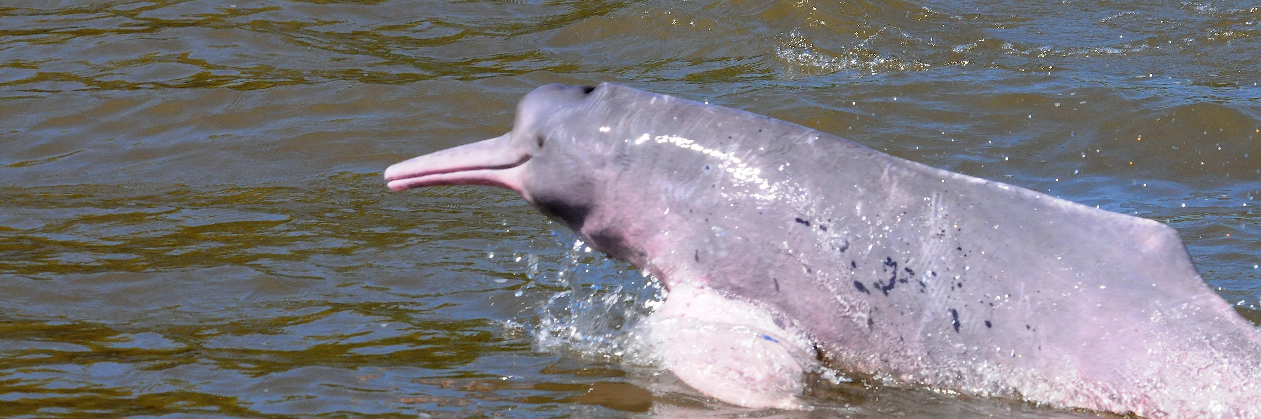 Expedition zu den rosa Delphinen im Amazonas - Diveinside News