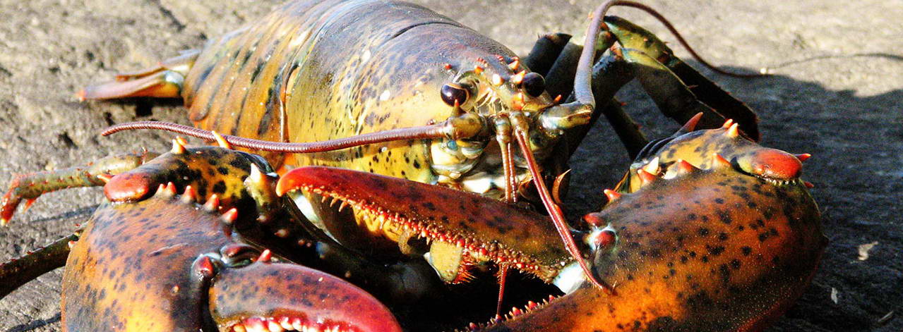 Steigende Wassertemperaturen verändern die Lebensräume von Hummern ...