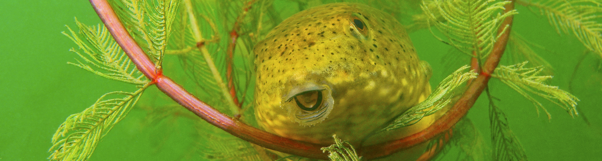 Focus on the Bullfrog - Diveinside News
