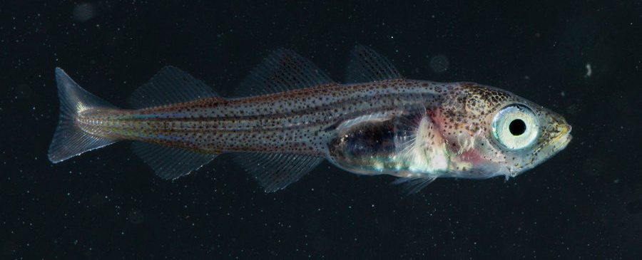Ocean acidification puts cod larvae in Atlantic under threat ...