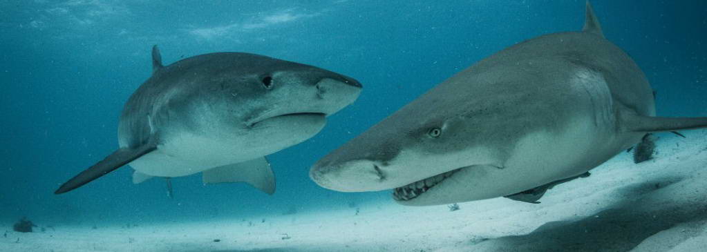 Bahamas – Haie hautnah mit dem Expertenteam von Shark Explorers ...