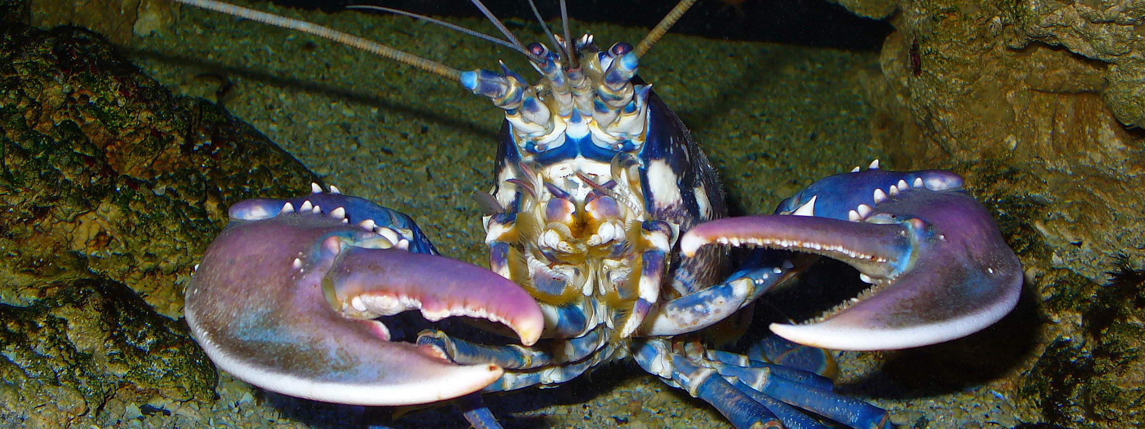 Fortpflanzung: Bei Hummern kommt es auf die Größe an - Diveinside News