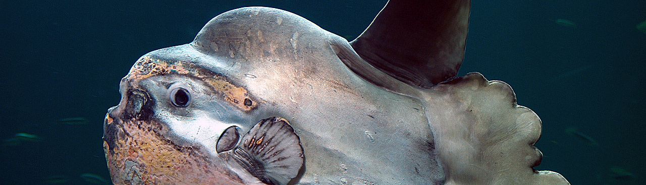 Beached sunfish rescued - Diveinside News