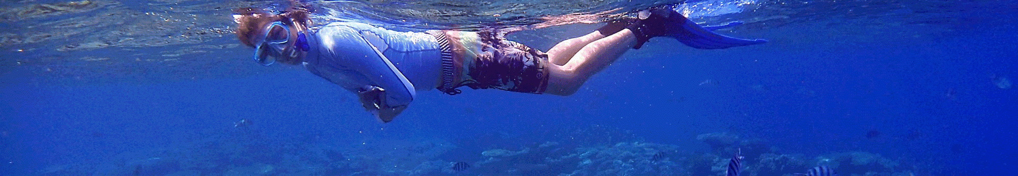 Reef Check: A global network for the protection of coral reefs ...